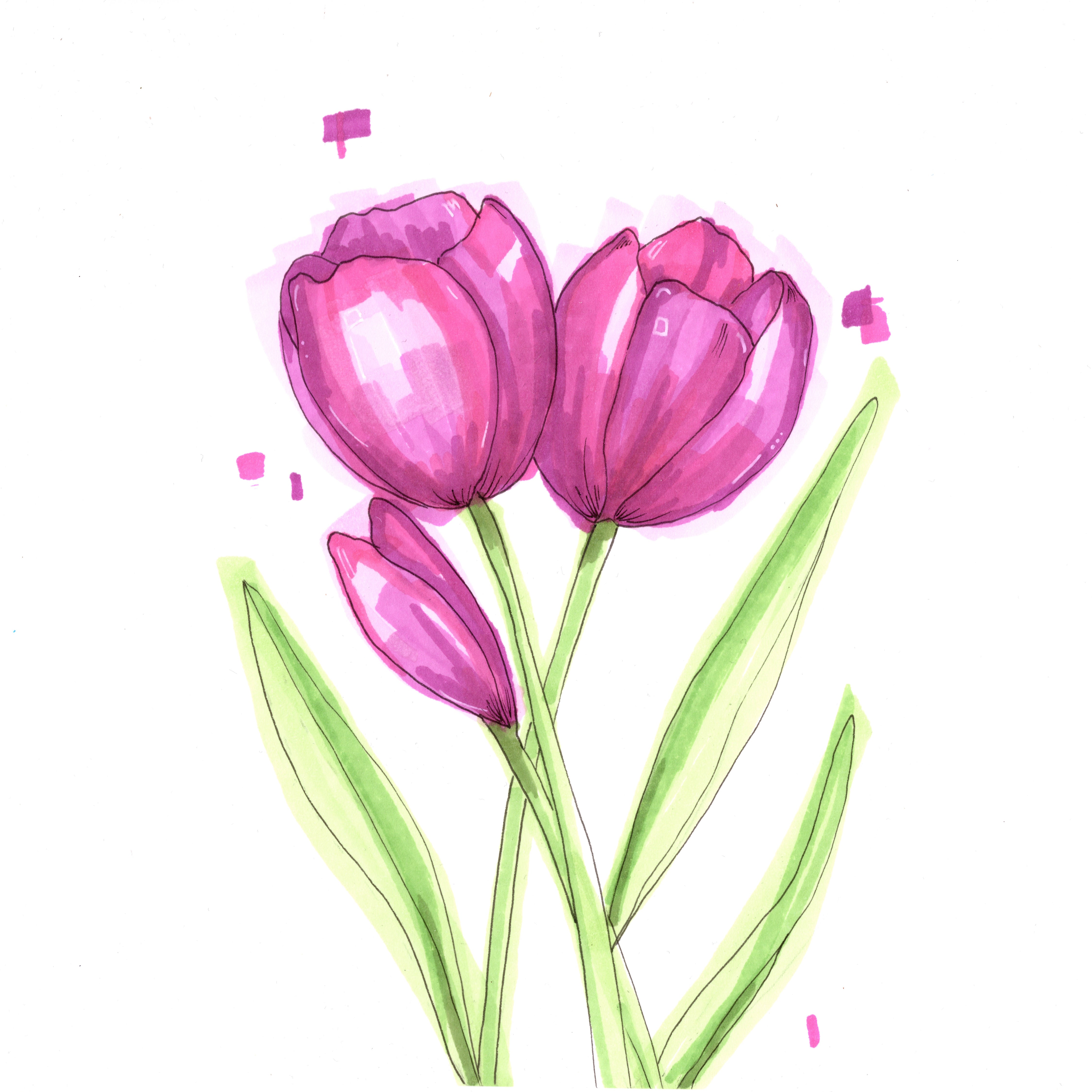 Tulip – Picturesque Warwick